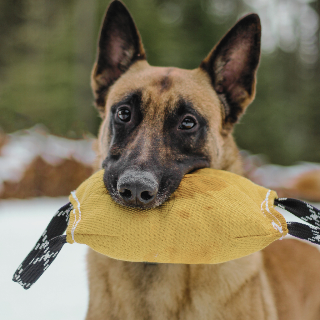 Tugs for Dogs | Ruffdog Sports