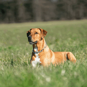 Ruffdog Sports | High Performance Gear for Dogs & Trainers