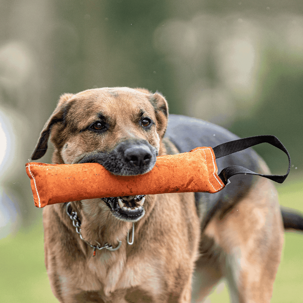 Sprenger Leather Tug for Dogs | Sport Training Gear Ruffdog Canada